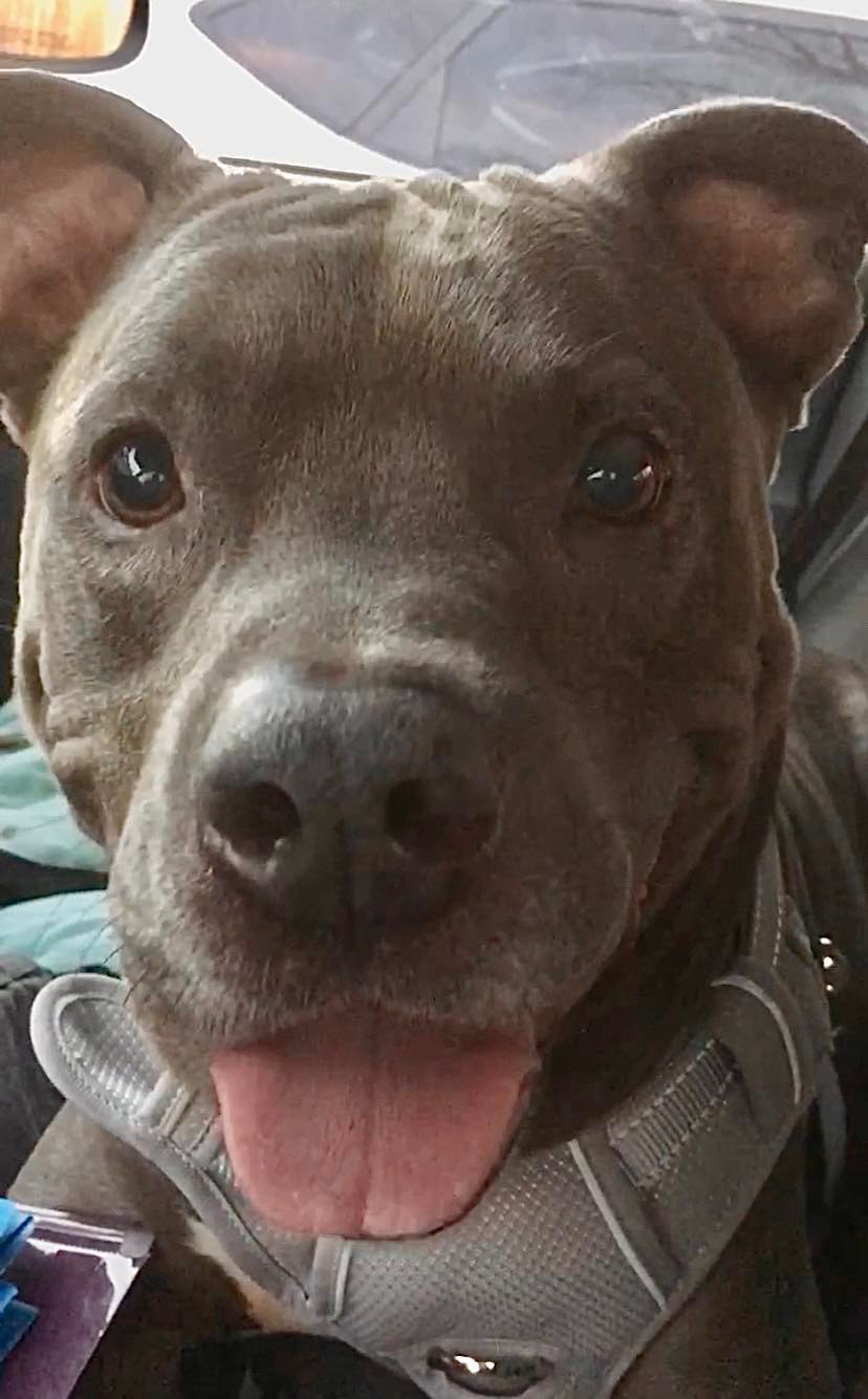 Nugget is a great boy - Star News