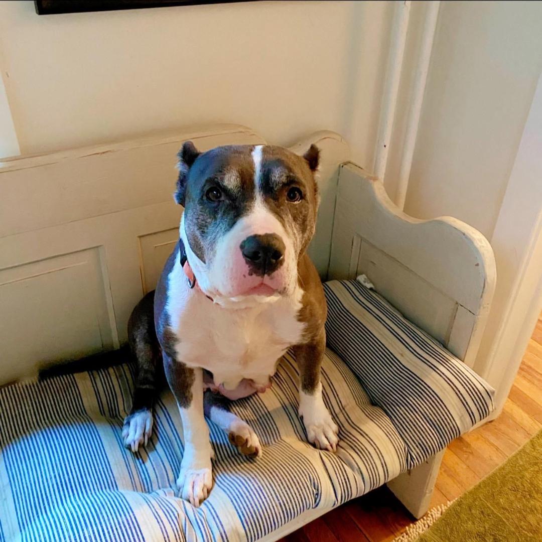 Cuddle on the couch with Zellie - Star News